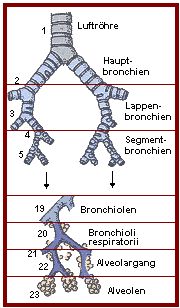 Anatomie Der Bronchien